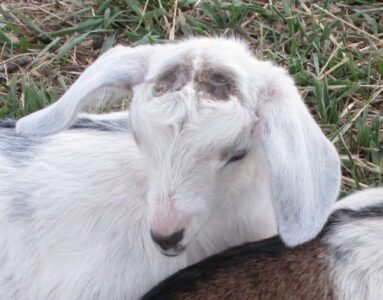 Goats With Horns or Not - Goat Journal